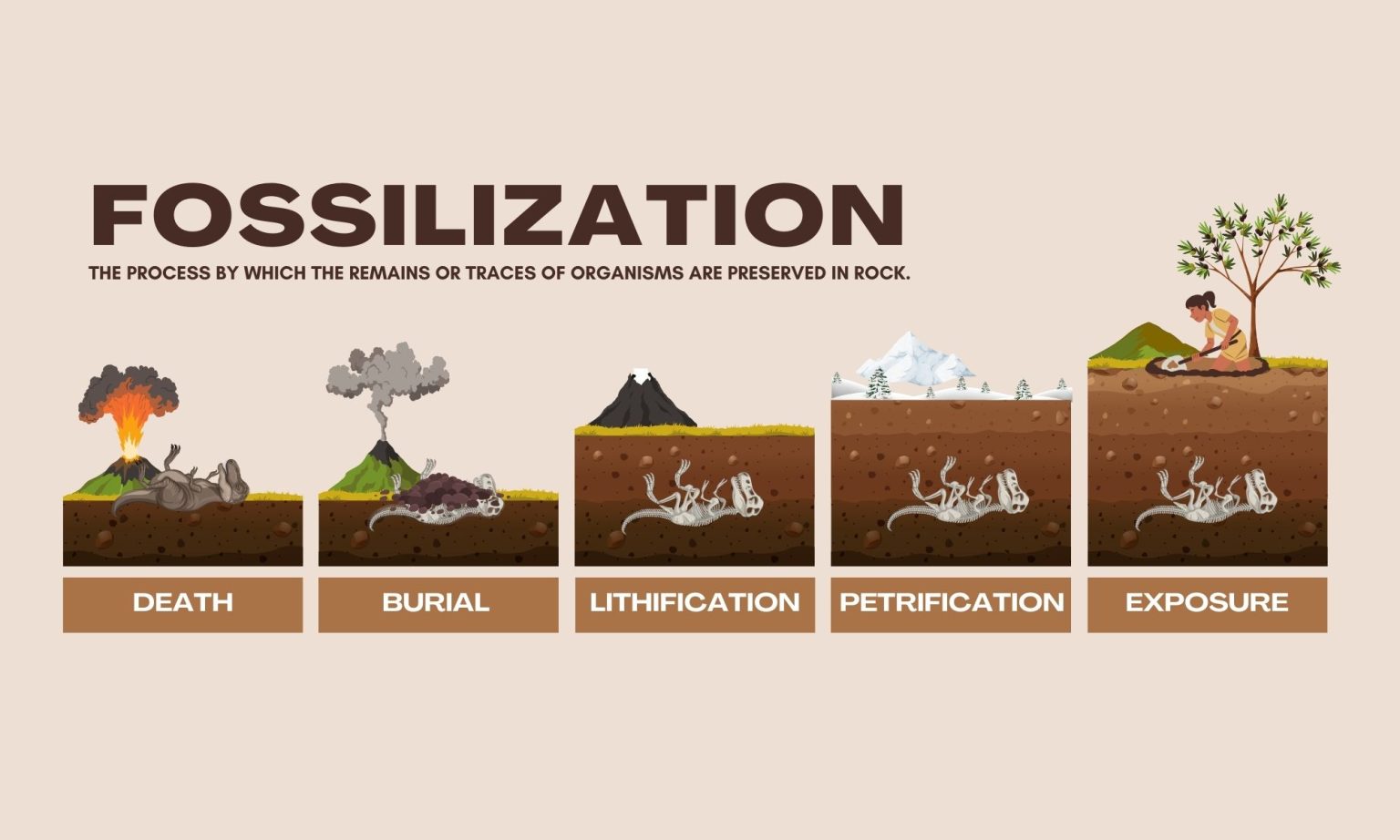 Types of Fossils and the Fossilization Process » Geology Science