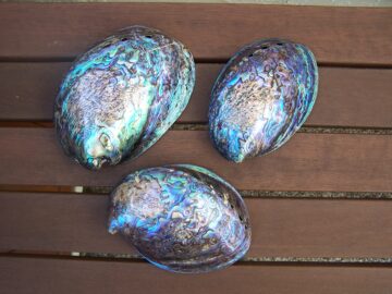 Abalone Shell: Geology, Formation, and Characteristics - Geology Science