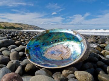 Abalone Shell: Geology, Formation, and Characteristics » Geology Science
