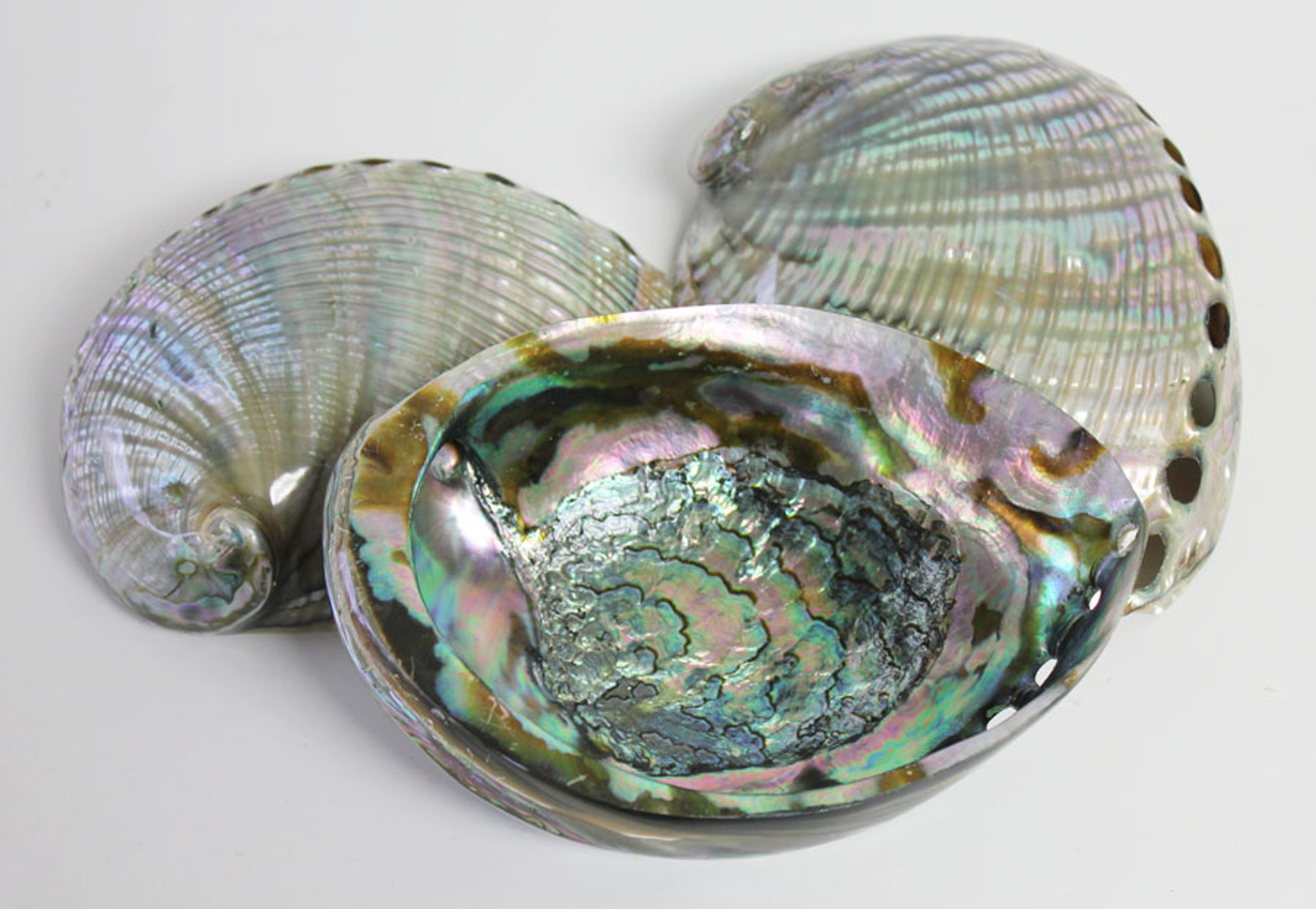 Abalone Shell: Geology, Formation, and Characteristics » Geology Science