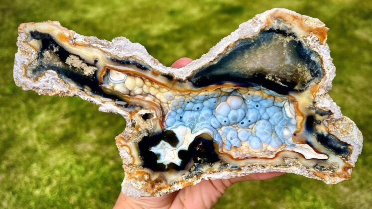 Agatized Coral : Properties, Formation, Uses, Localities - Geology Science