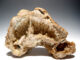 Agatized Coral : Properties, Formation, Uses, Localities - Geology Science
