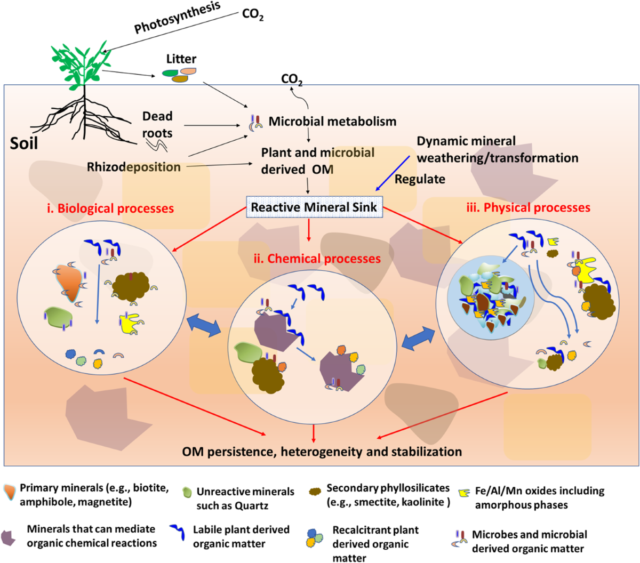 The Role of Bacteria in Mineral Formation - Geology Science