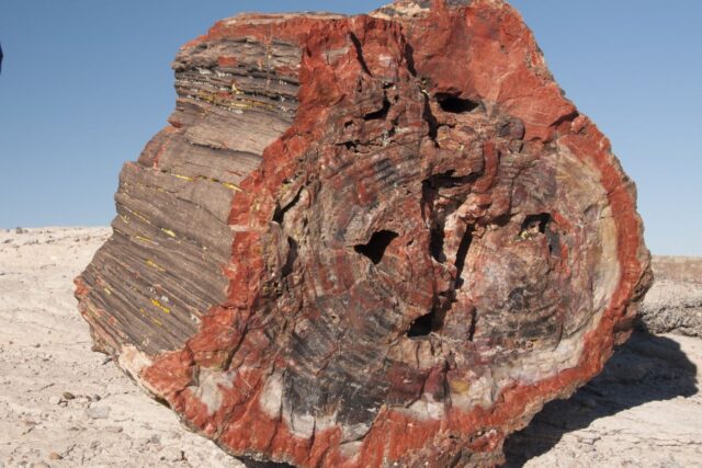Petrified Wood: When Trees Turn to Stone – The Science Behind It ...