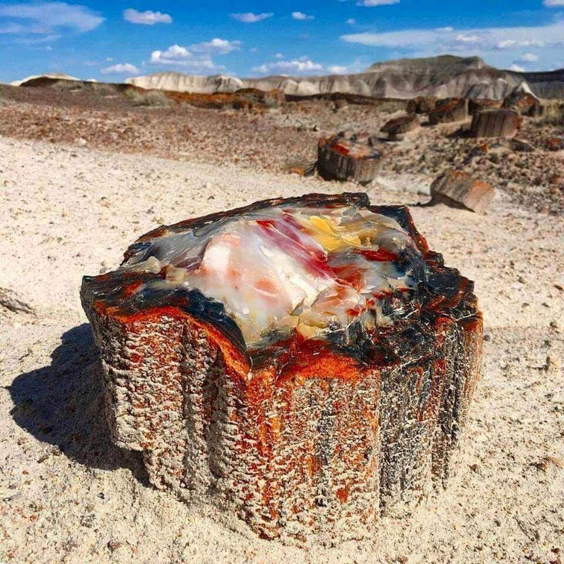 Madera petrificada: Cuando los árboles se convierten en piedra: la ...