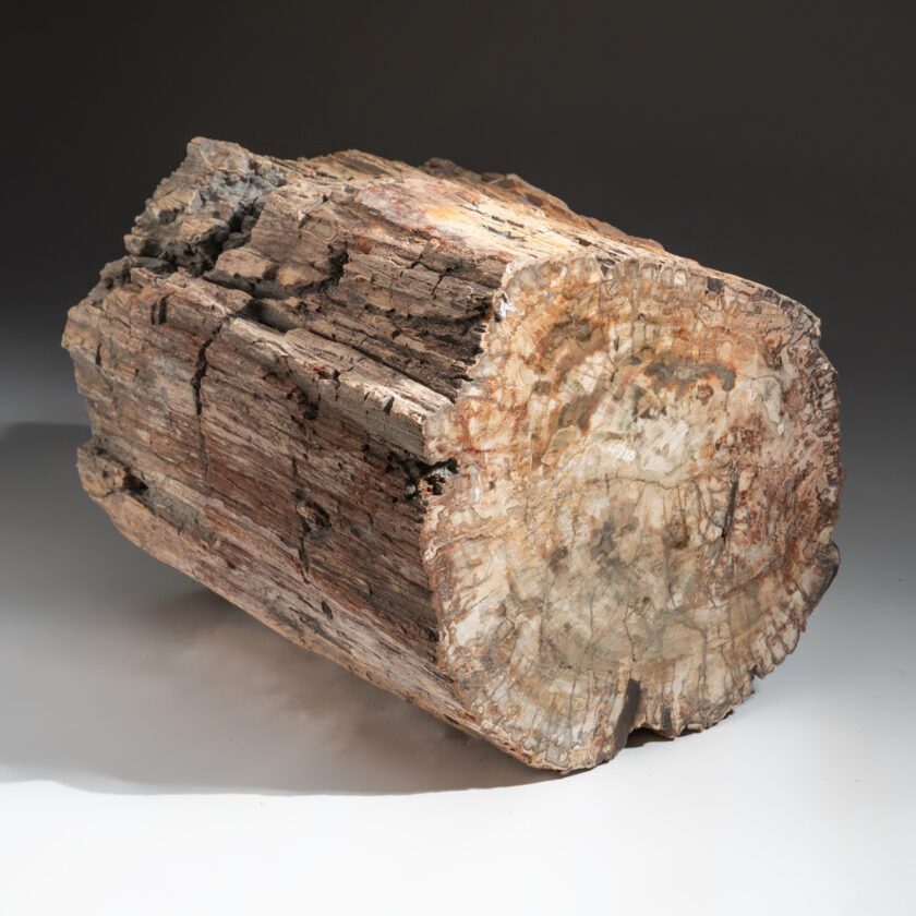 Petrified Wood: When Trees Turn to Stone – The Science Behind It ...