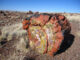 Petrified Wood: When Trees Turn to Stone – The Science Behind It ...