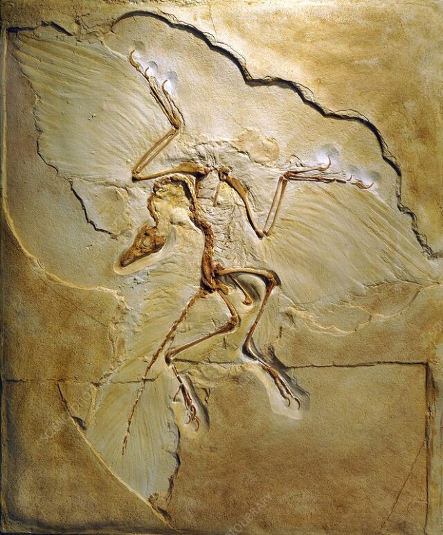 Top 10 Most Important Fossil Discoveries of All Time - Geology Science