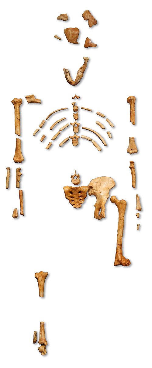 Top 10 Most Important Fossil Discoveries of All Time - Geology Science