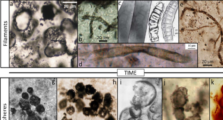 Top 10 Most Important Fossil Discoveries of All Time - Geology Science
