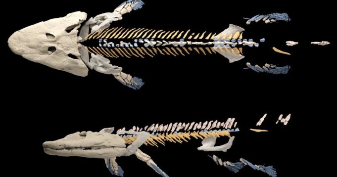 Top 10 Most Important Fossil Discoveries of All Time - Geology Science
