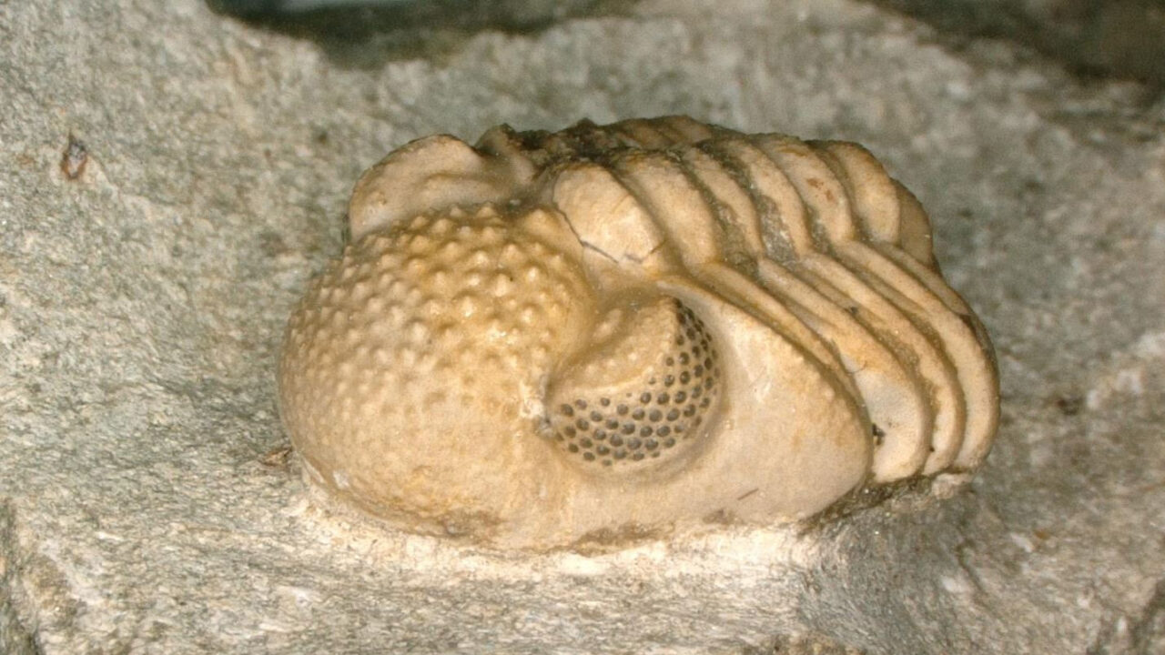 Top 10 Most Important Fossil Discoveries of All Time - Geology Science