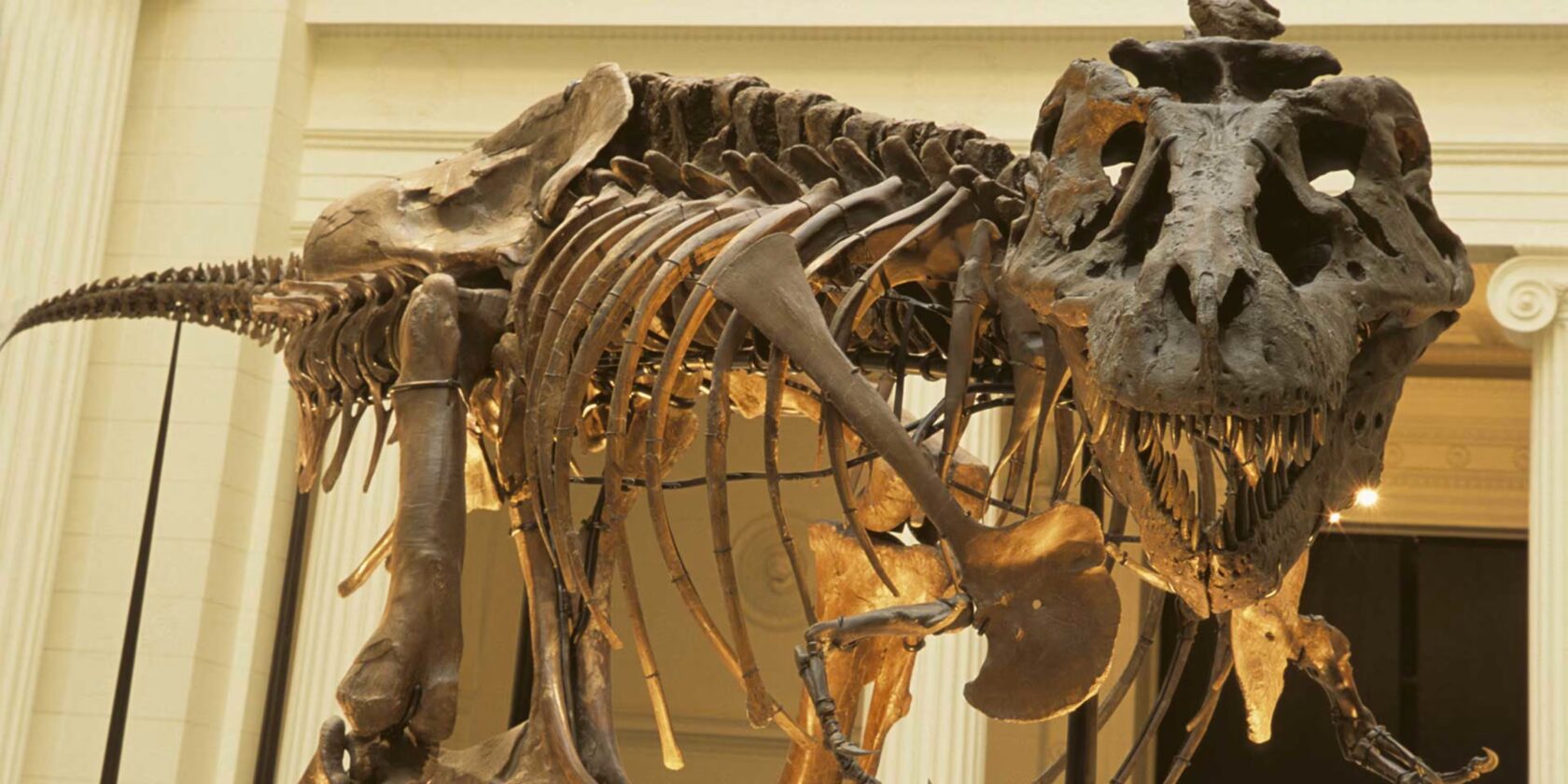 Top 10 Most Important Fossil Discoveries of All Time - Geology Science